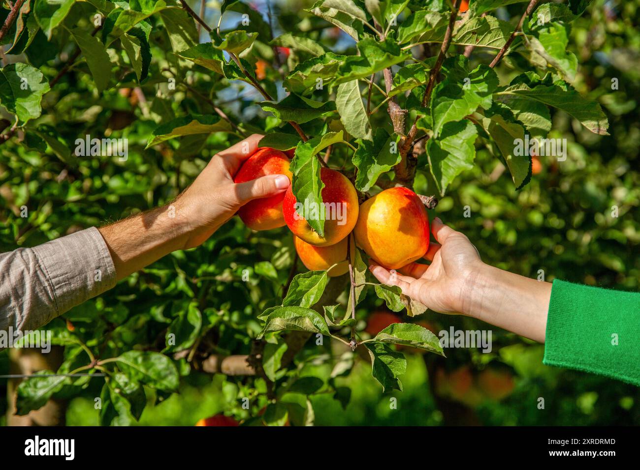 Apple in a male hand in the forest. Fresh fruits concept. Harvesting ...
