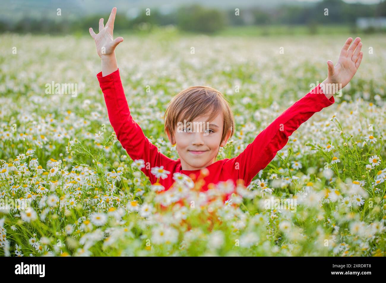 Little boy in a chamomile field. Cute little toddler child, blond boy ...