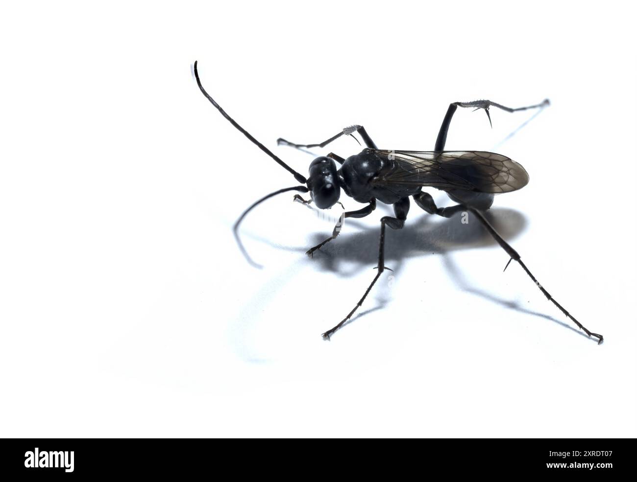 Agenioideus cinctellus, spider wasp insect, studio shot, isolated on ...