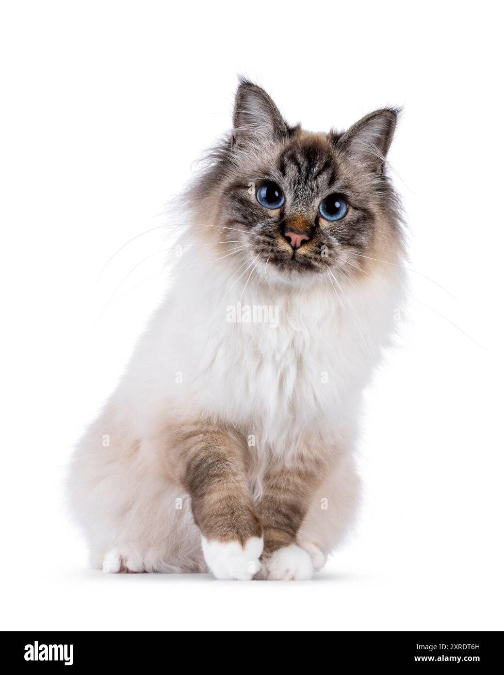 Charismatic young adult Sacred Birman cat, sitting up facing front ...