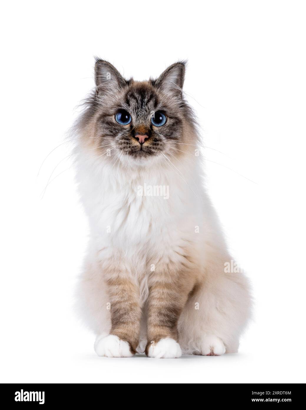 Charismatic young adult Sacred Birman cat, sitting up facing front ...