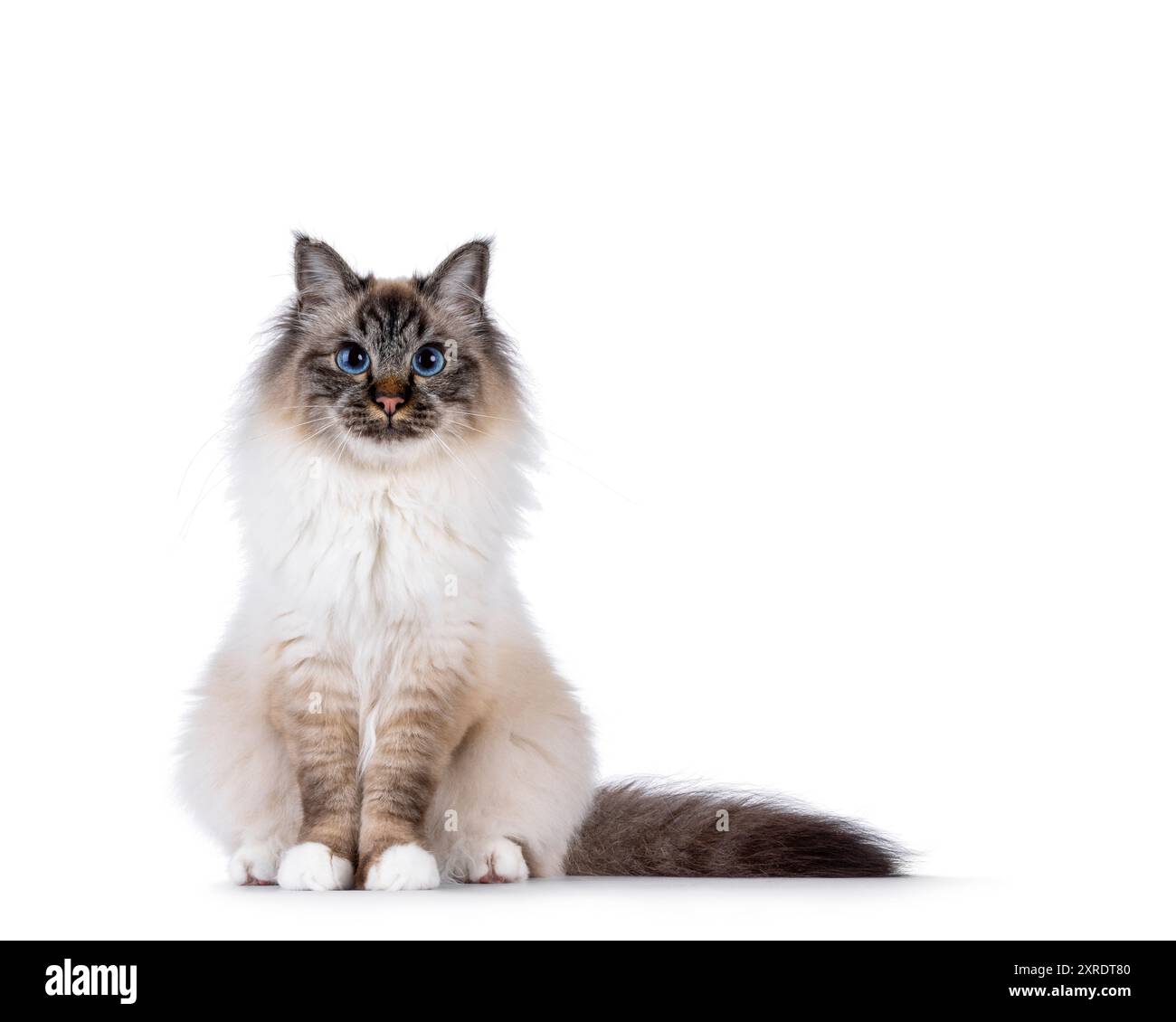 Charismatic young adult Sacred Birman cat, sitting up facing front ...