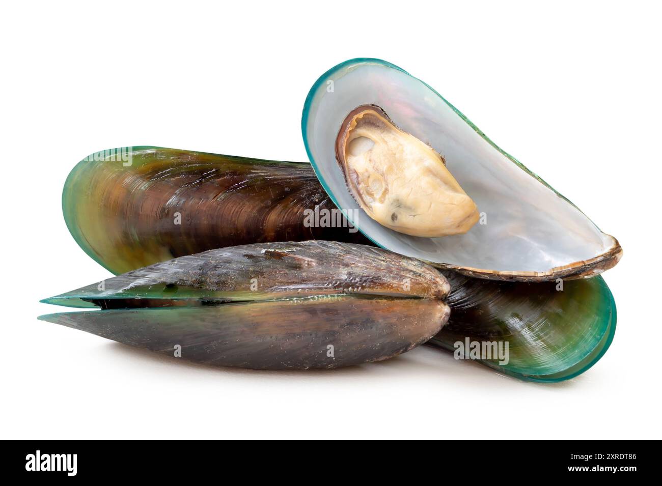 Front view of steamed or cooked green mussels in stack is isolated on ...
