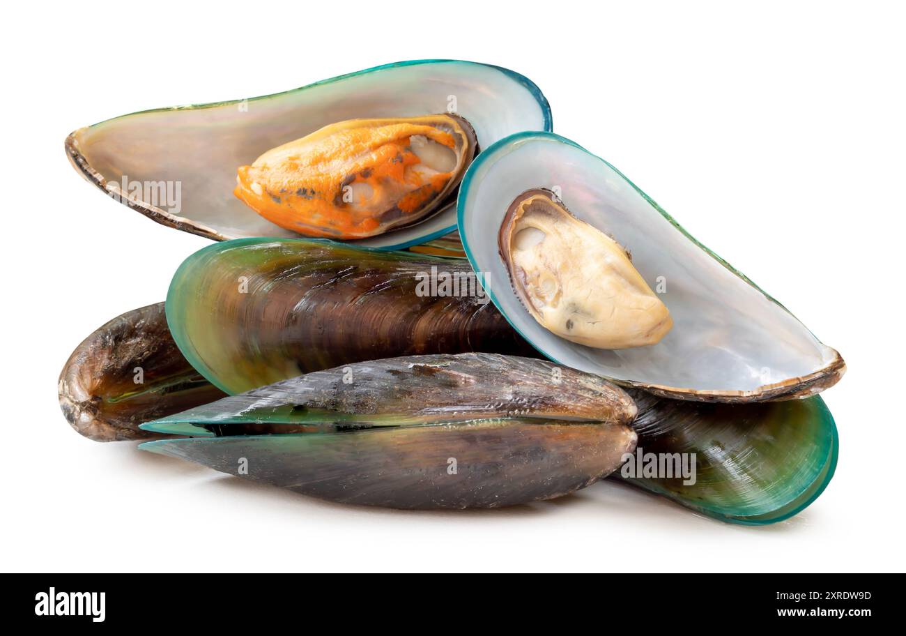 Front view of steamed or cooked green mussels in stack is isolated on ...