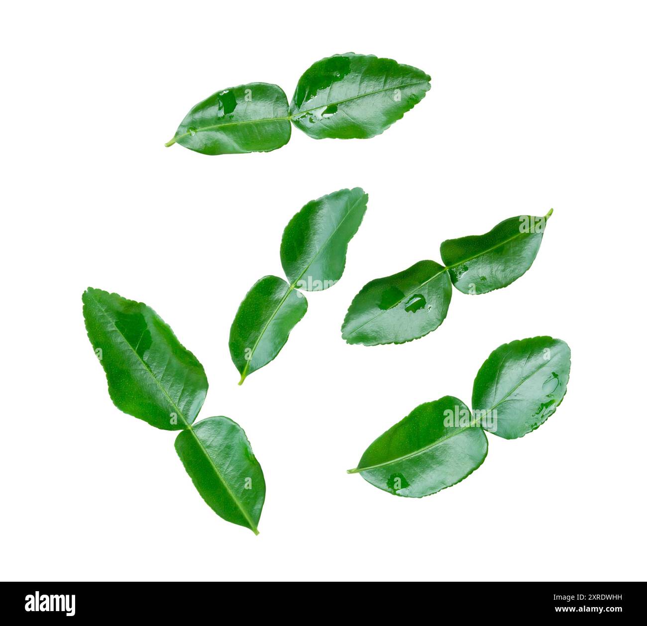 Top view set of kaffir lime leaves or bergamot leaves scattering is ...