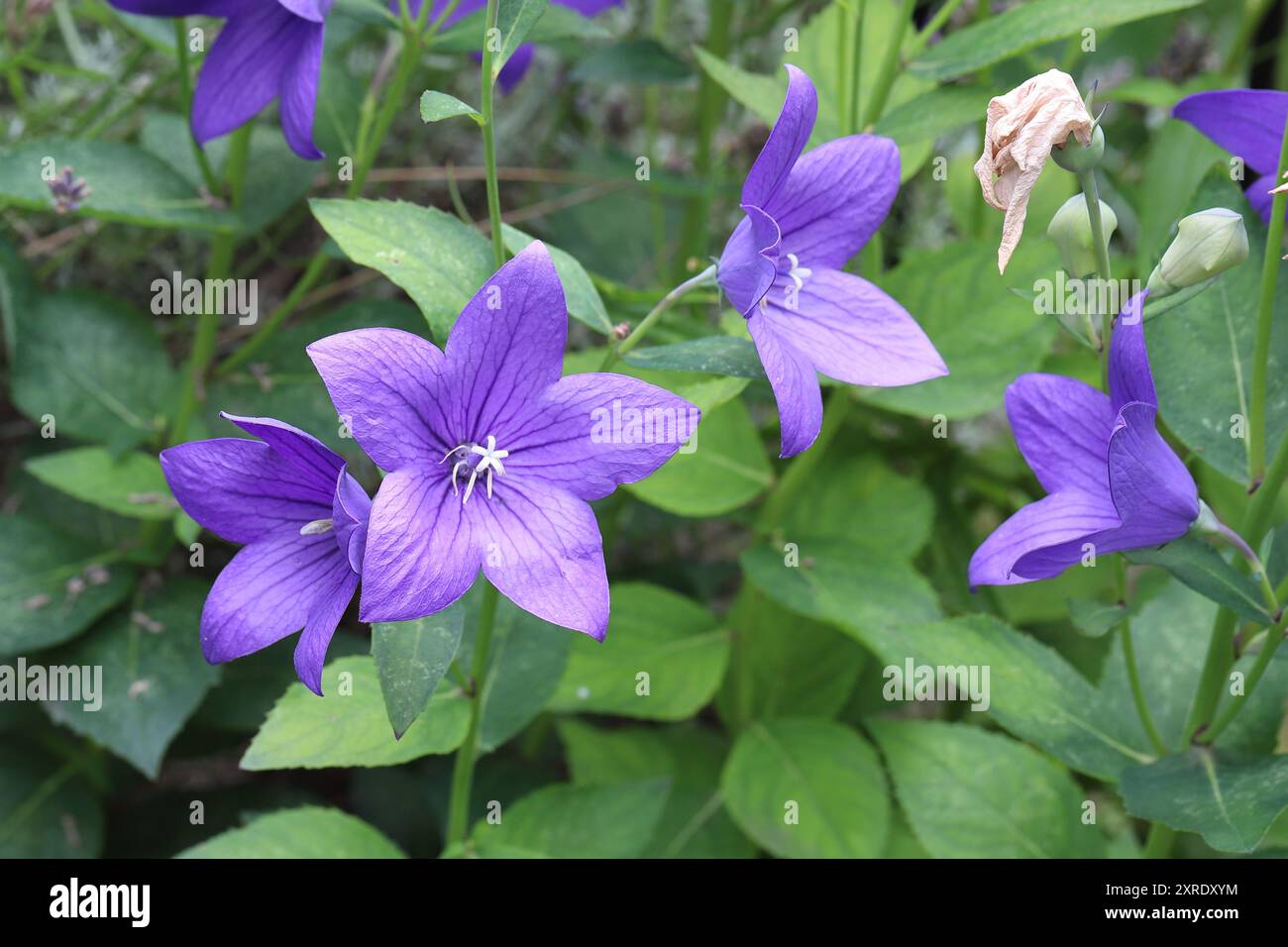 Balloom flower hi-res stock photography and images - Alamy