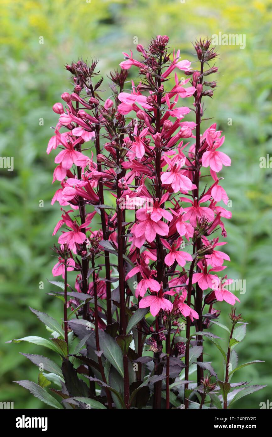 Bed of lobelia hi-res stock photography and images - Alamy