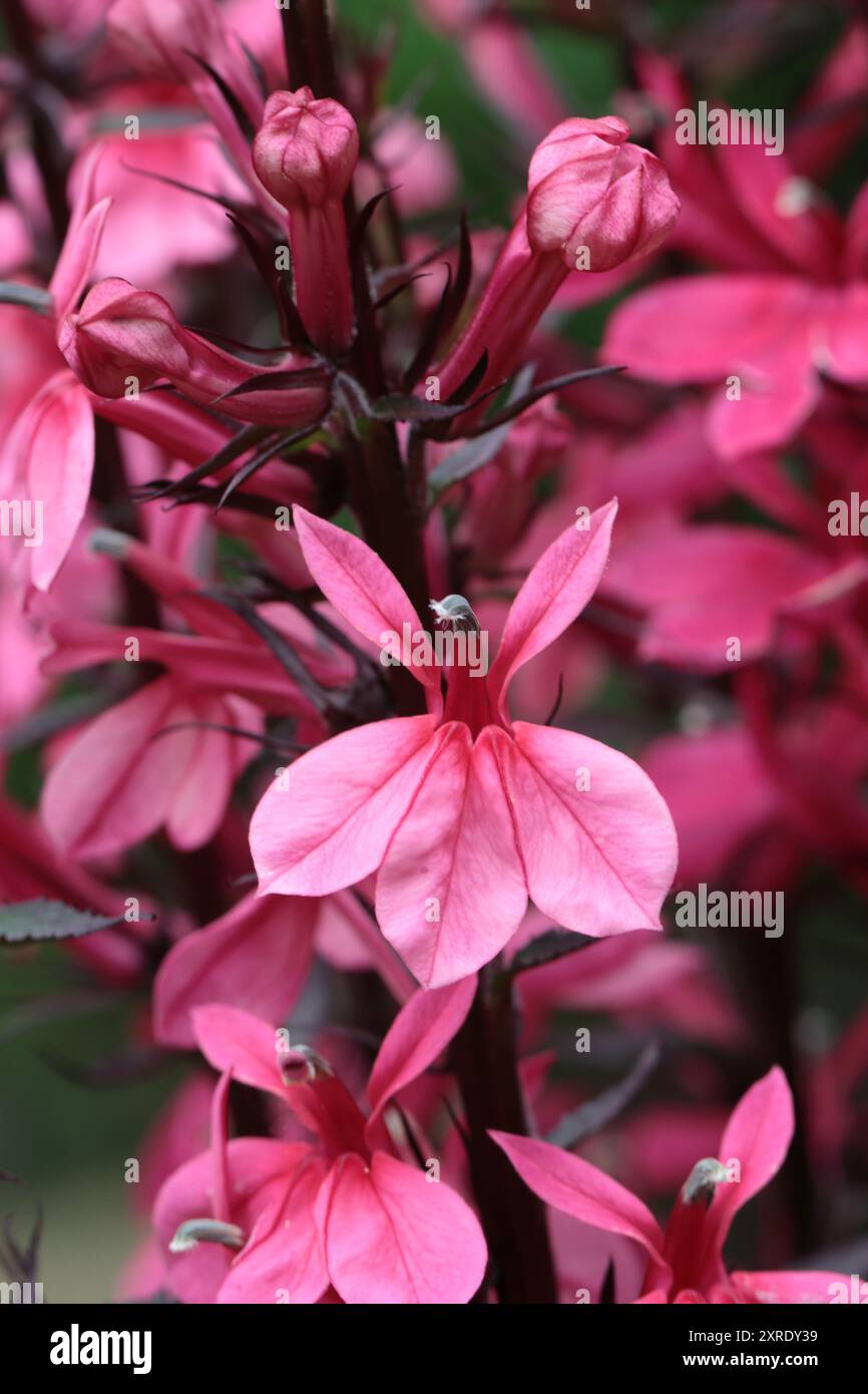 Lobelia speciosa hi-res stock photography and images - Alamy