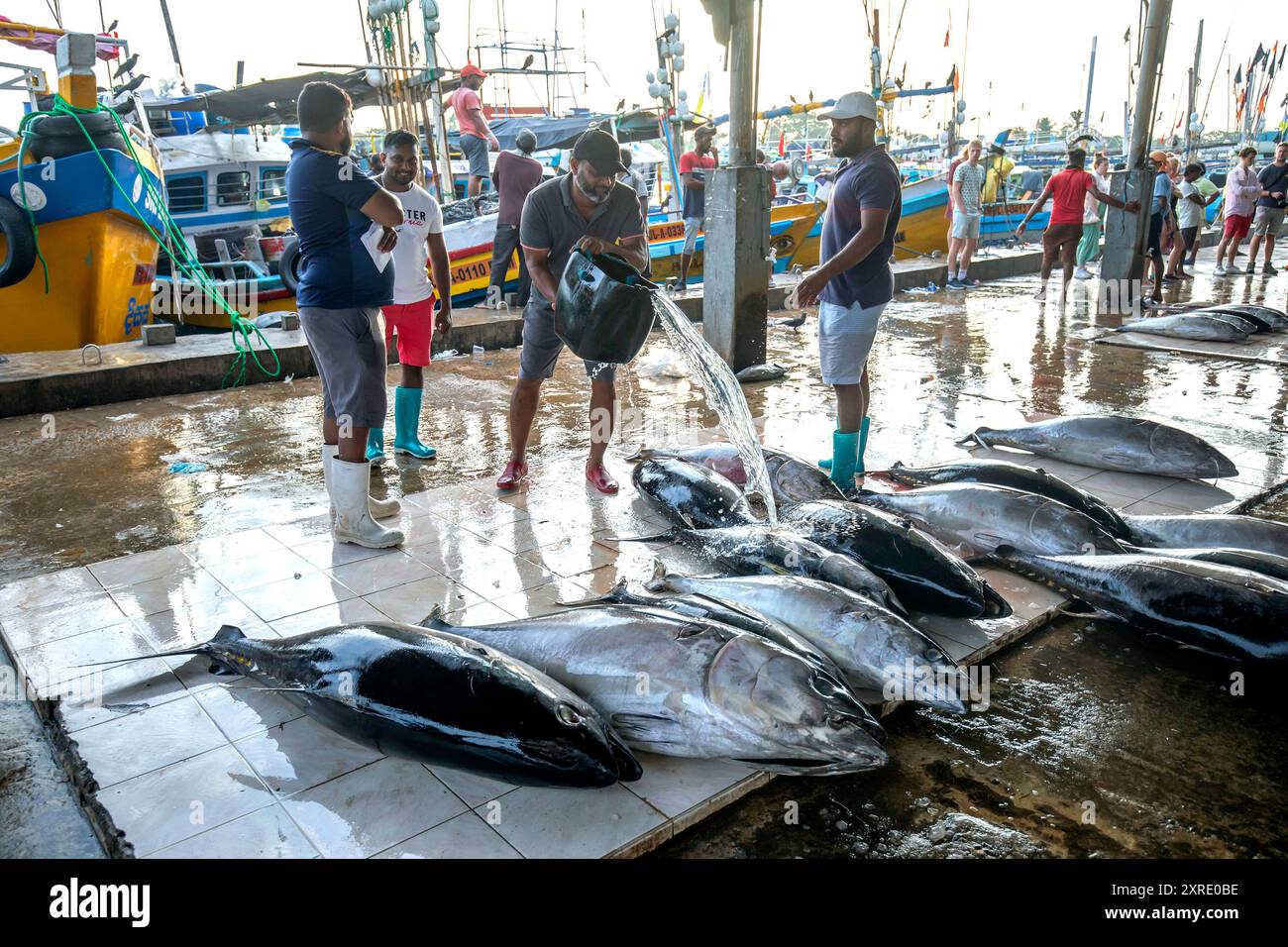 A worker pours water over yellow fin tuna prior to loading into a ...