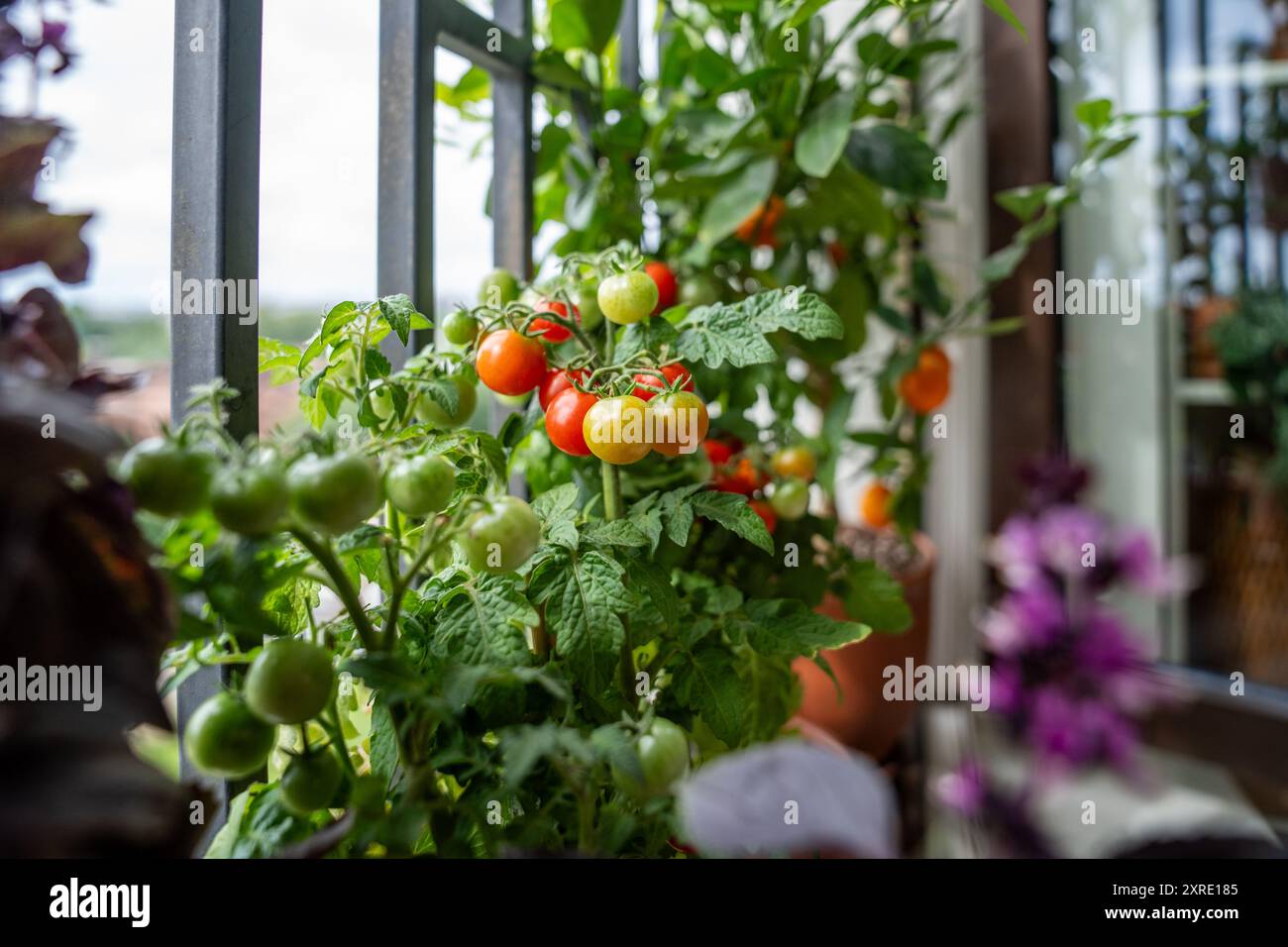 Homegrown small bush of cherry red tomato in clay pots growing on french balcony at home Stock ...