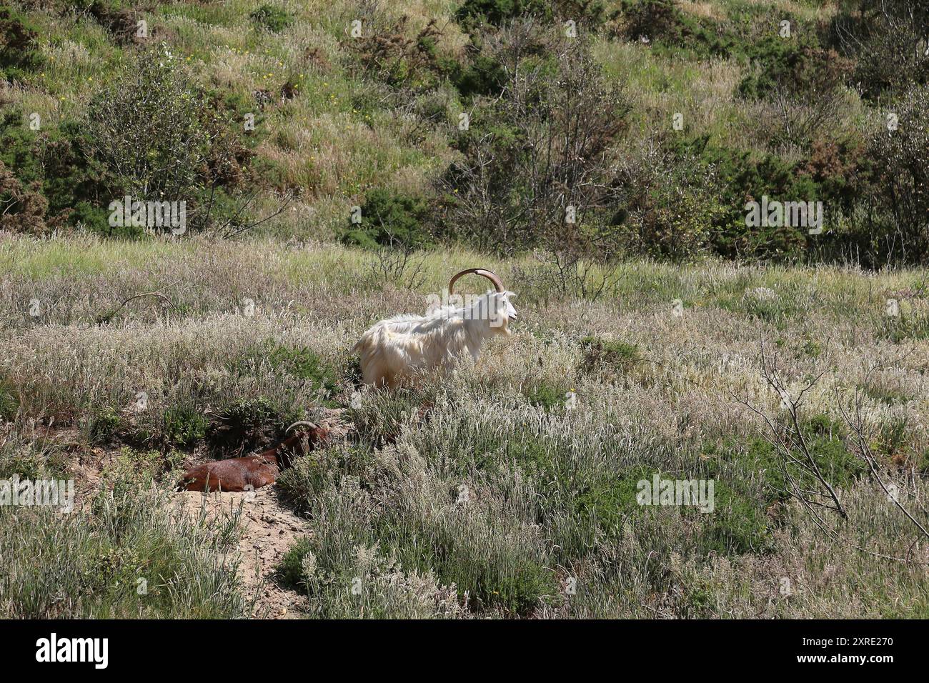 Markhor (aka Cashmere or Kashmir) goats (Capra falconeri) grazing on ...