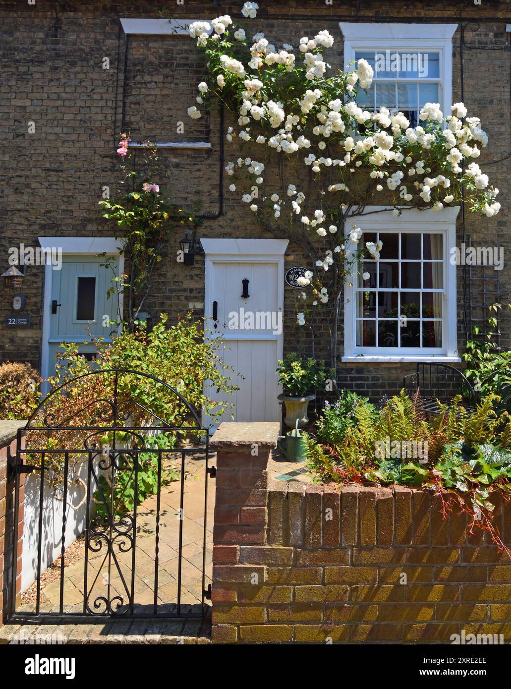 Terrace Cottage with garden and climbing White Rose Stock Photo - Alamy