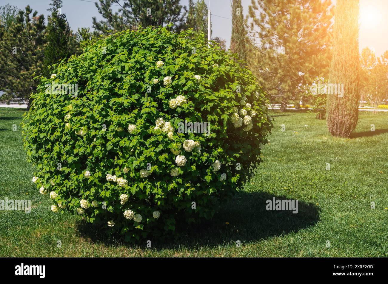 blooming spherical buldenezh viburnum bush snowball tree with white ...