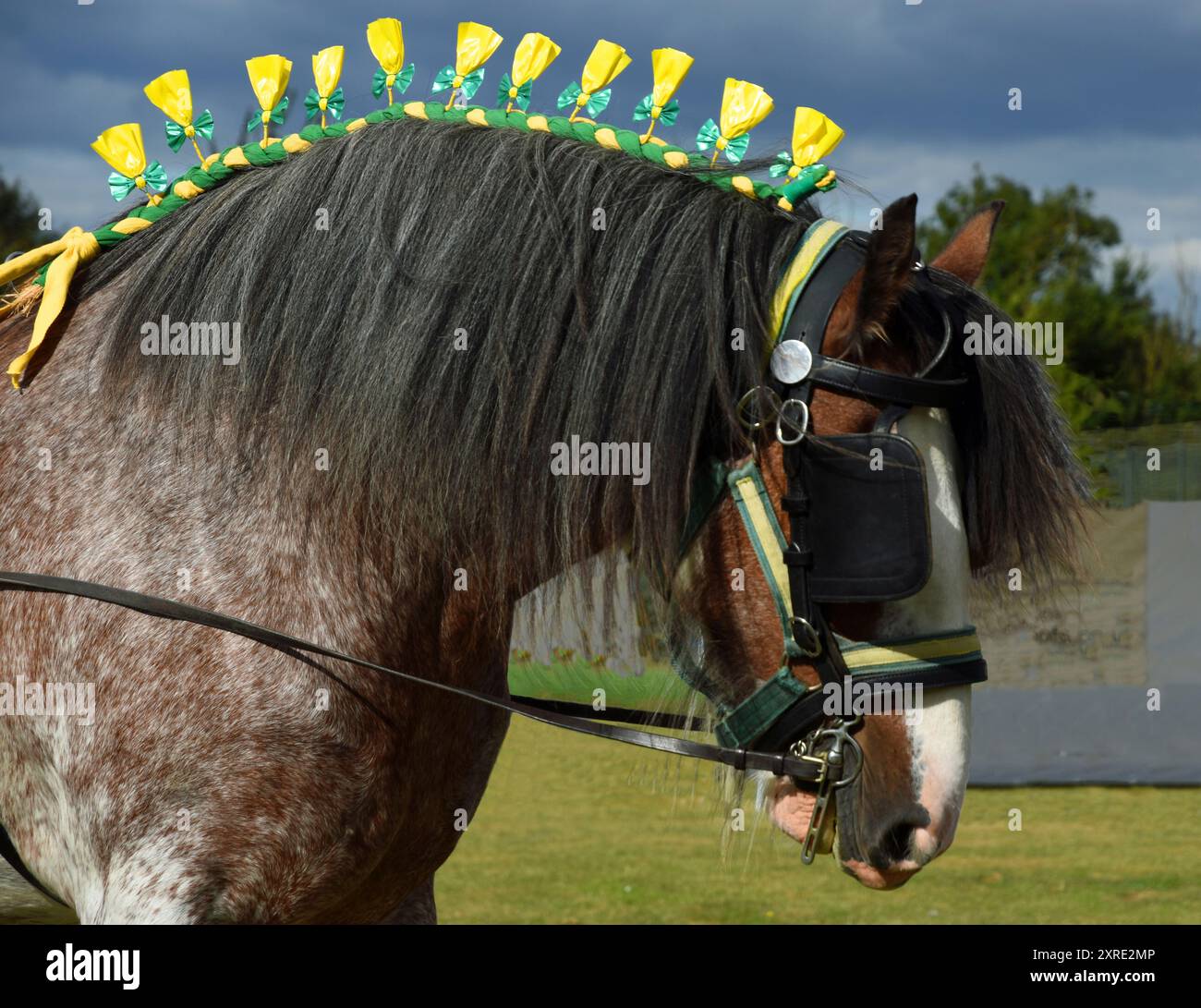 Beautiful bay horse standing hi-res stock photography and images - Alamy