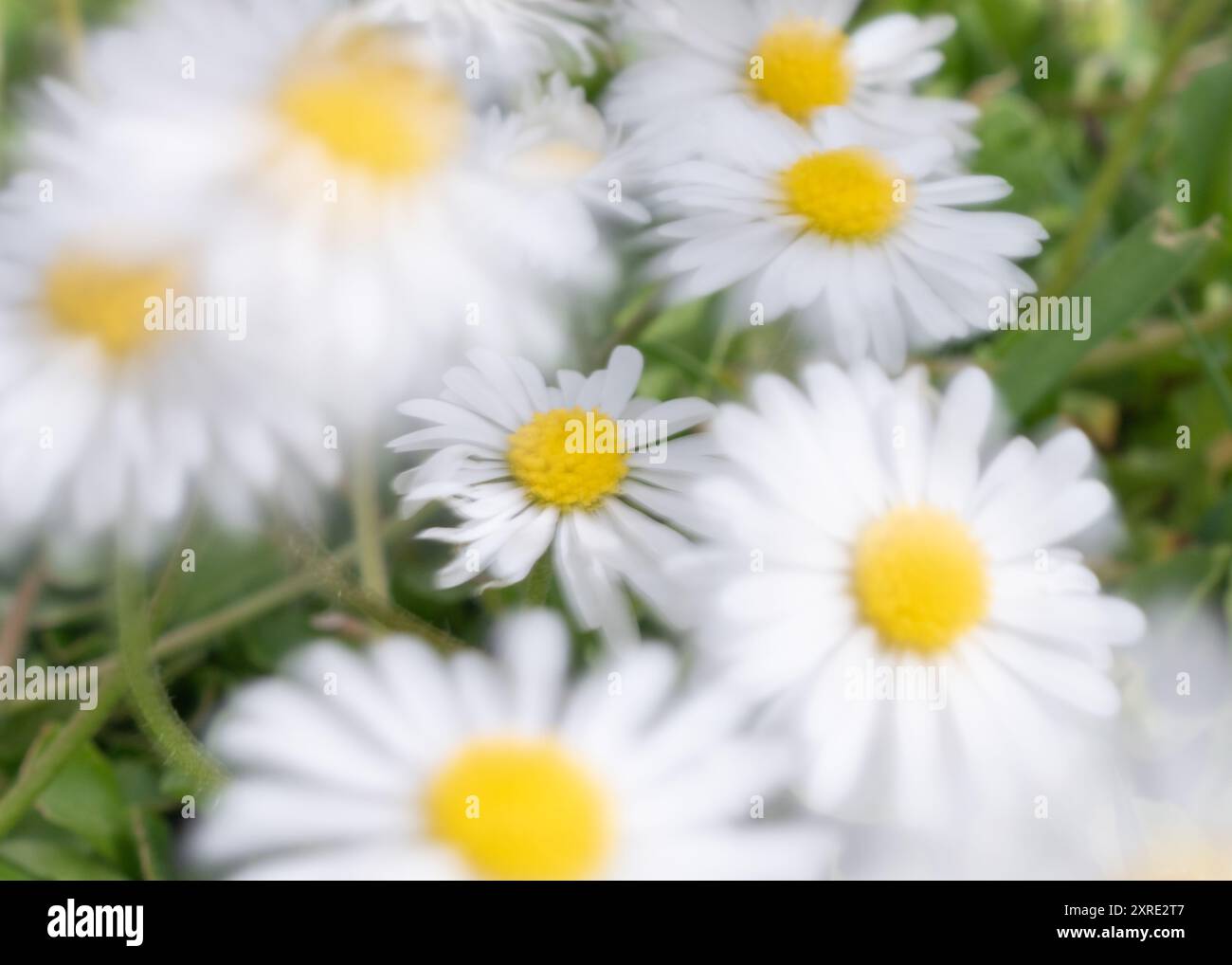 Daisy flowers in motion blur, long exposure in wind Stock Photo - Alamy
