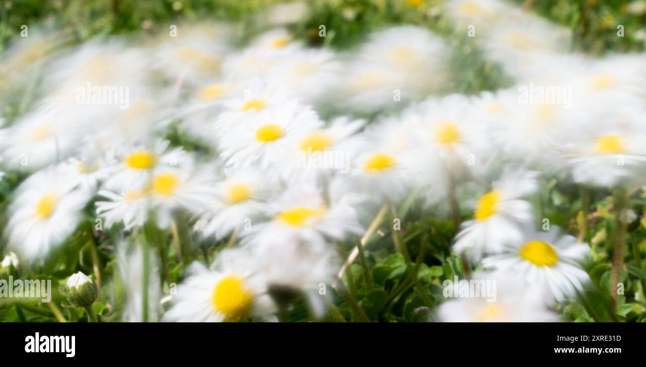 Daisy flowers in motion blur, long exposure in wind Stock Photo - Alamy