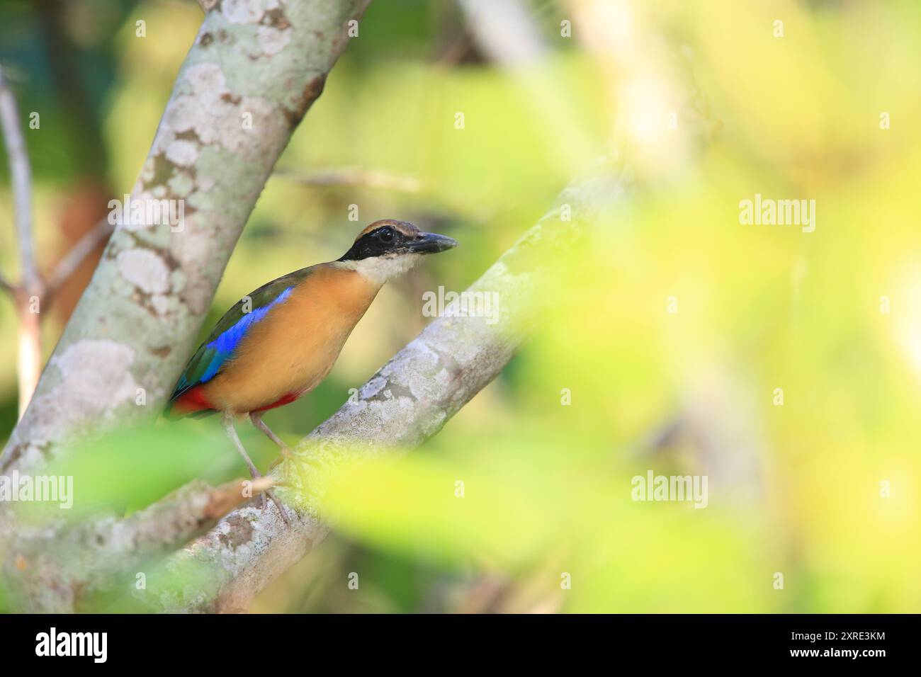 Mangrove pitta megarhyncha in hi-res stock photography and images - Alamy