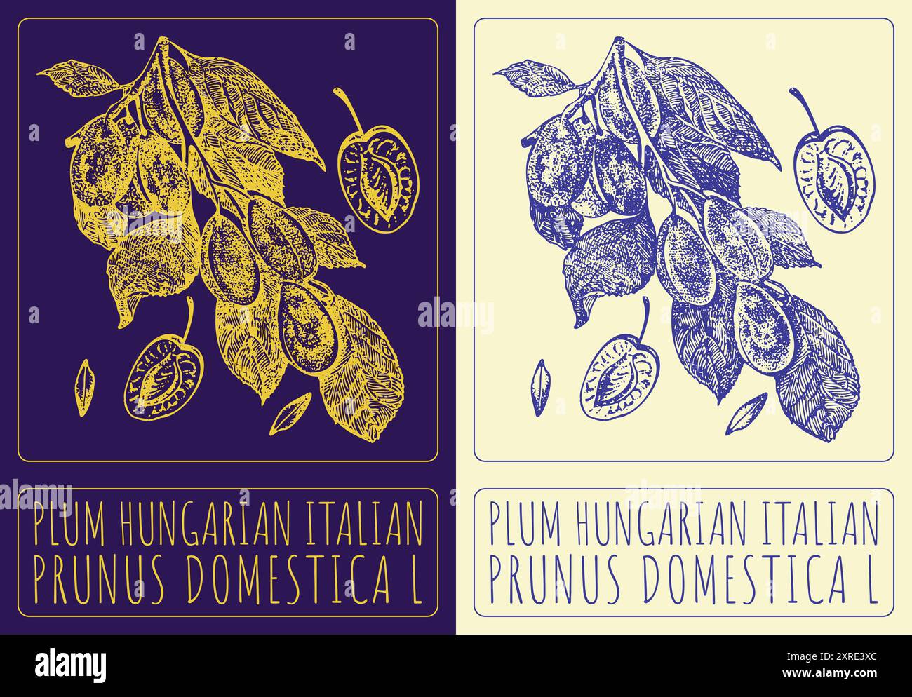 Vector drawing PLUM HUNGARIAN ITALIAN. Hand drawn illustration. Latin ...
