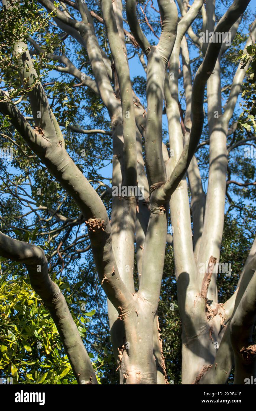 Heavy branches of a water gum tree (Tristaniopsis laurina), Australian ...