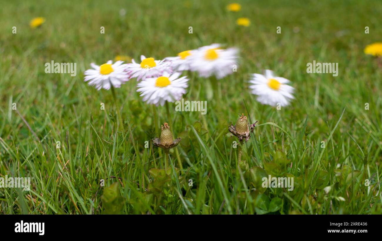 Motion flower hi-res stock photography and images - Alamy