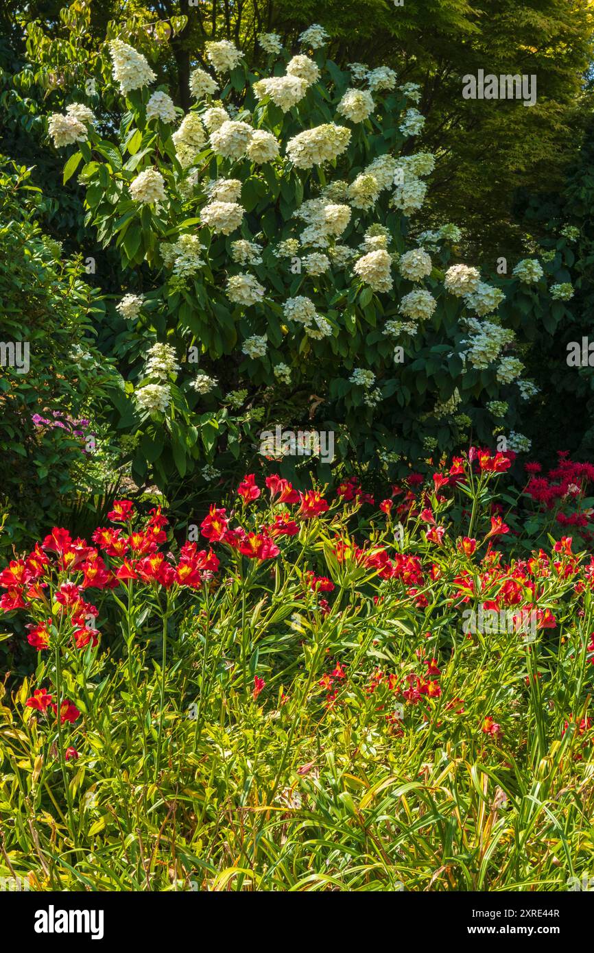 White predominate hi-res stock photography and images - Alamy