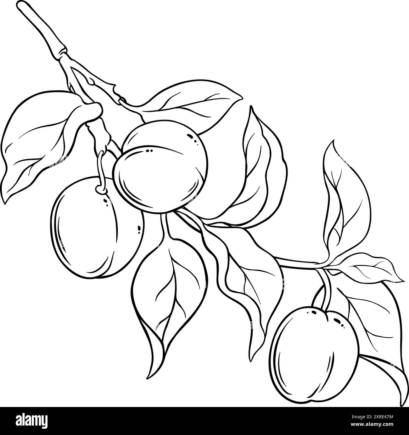 Apricot Branch with Fruits Outline Illustration Stock Vector Image ...