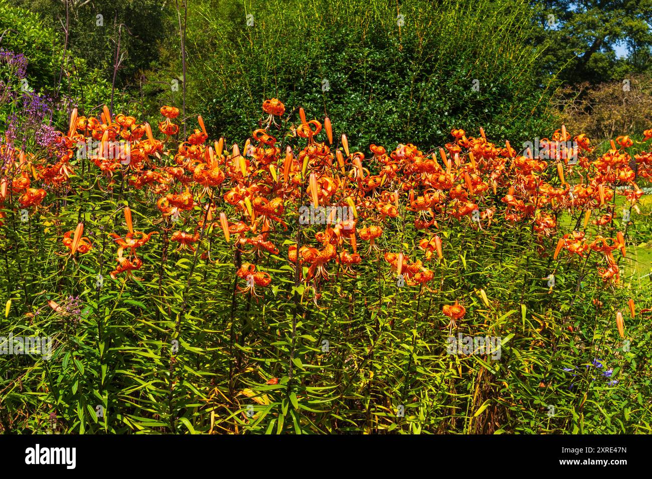 Large Planting of Tiger Lilies in Full Bloom Stock Photo - Alamy