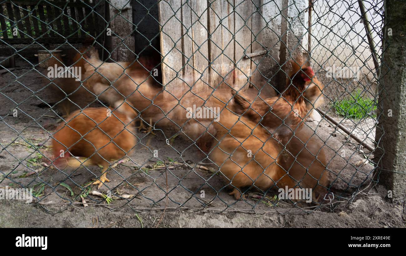 Chicken moves in rush inside chicken pen, motion blur Stock Photo - Alamy