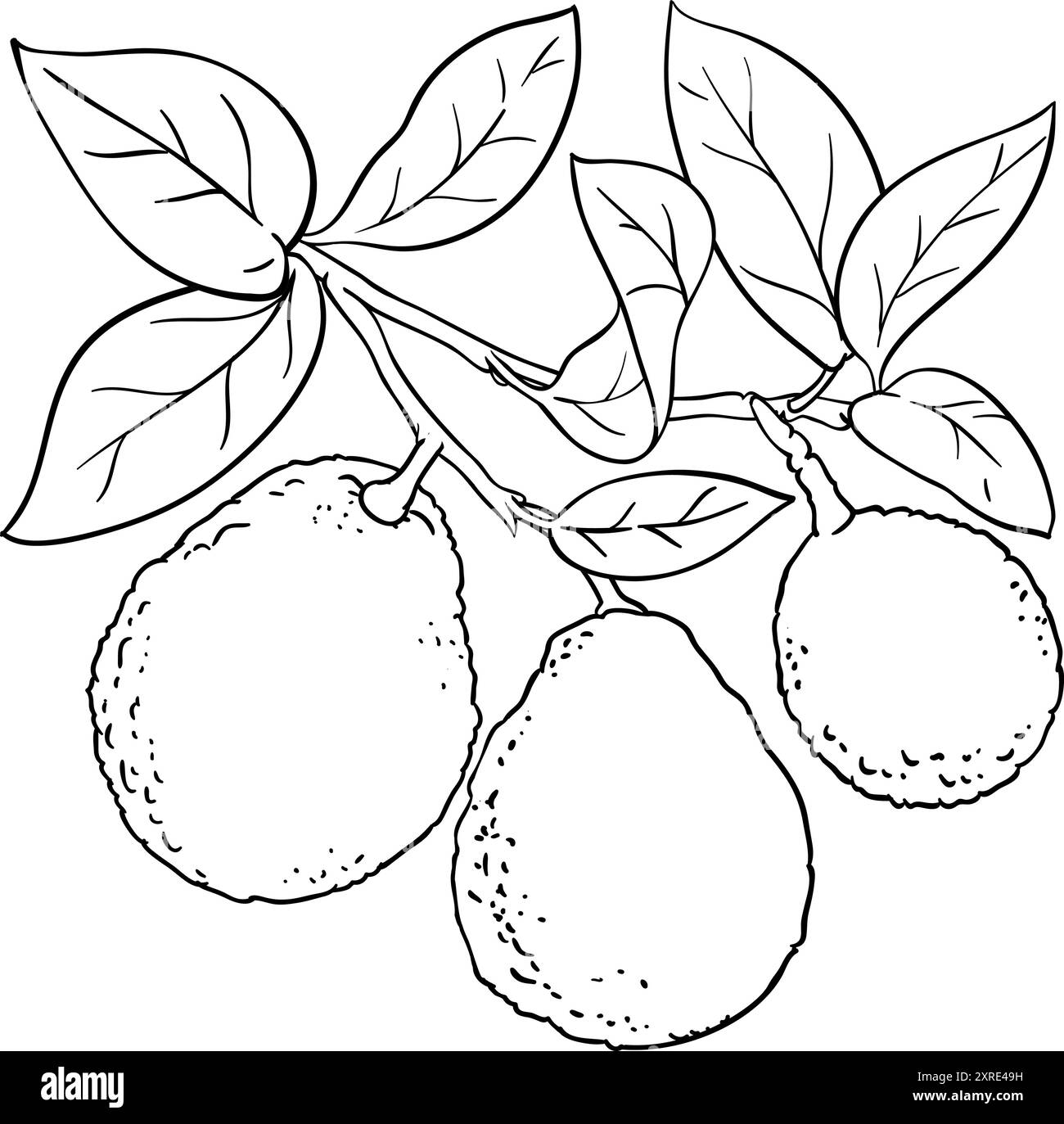 Avocado Branch with Fruits Outline Illustration Stock Vector Image ...