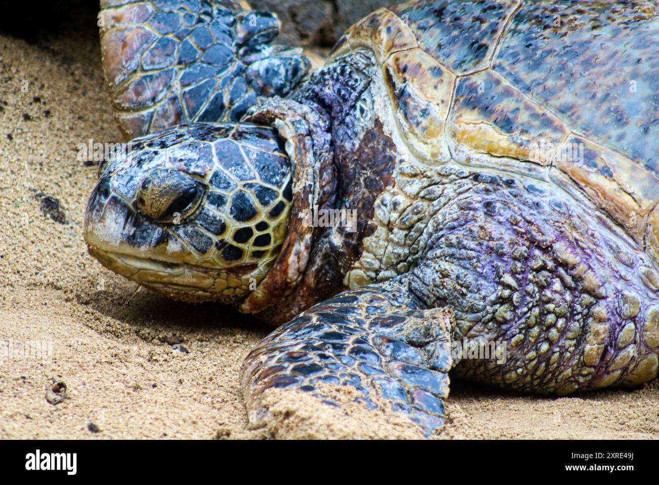Sea Turtle Resting on the Beach Stock Photo - Alamy