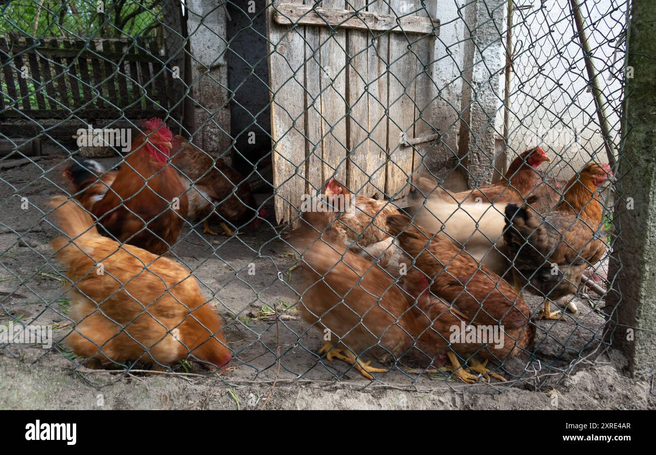 Chicken moves in rush inside chicken pen, motion blur Stock Photo - Alamy