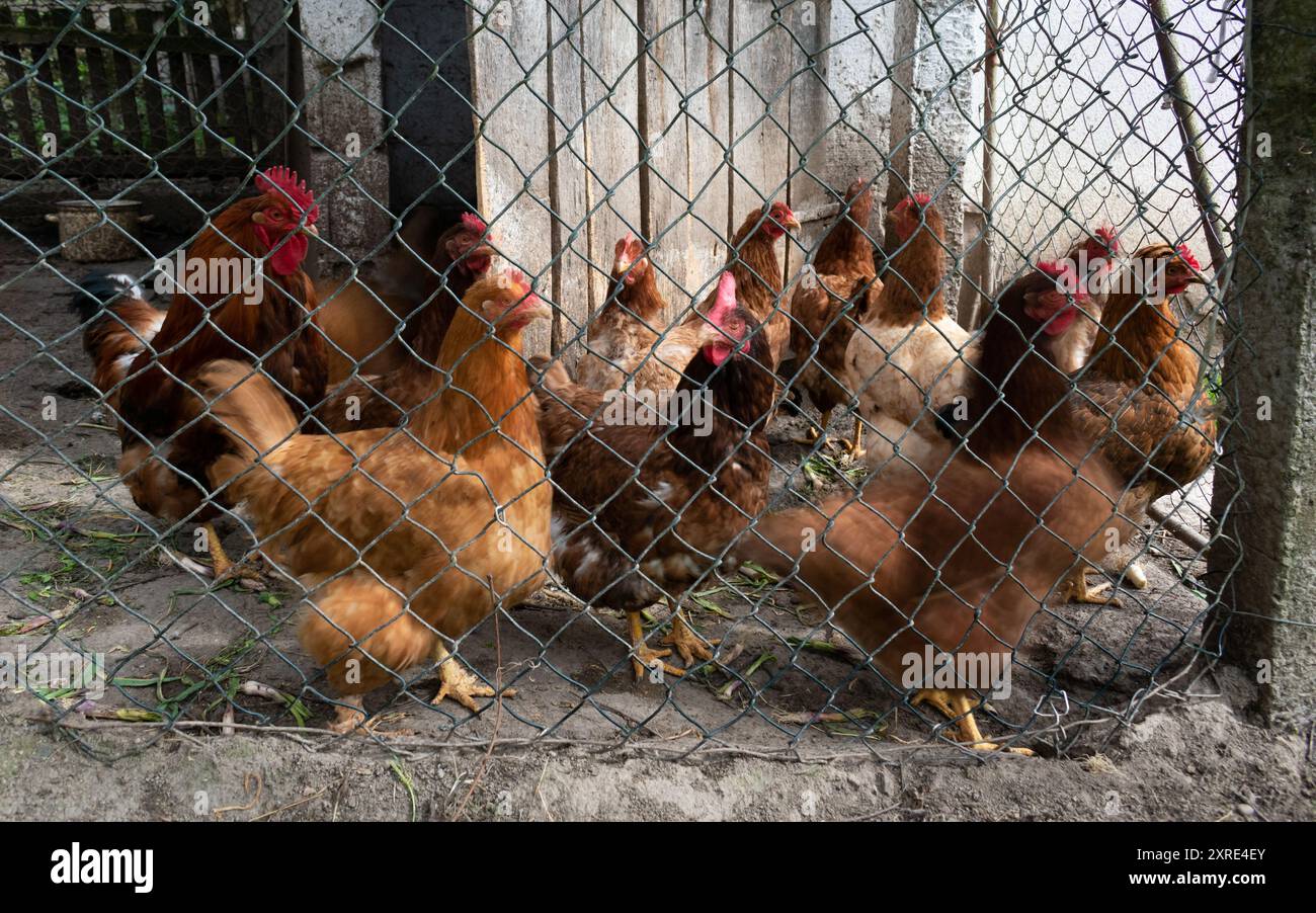 Motion blur animal hi-res stock photography and images - Alamy