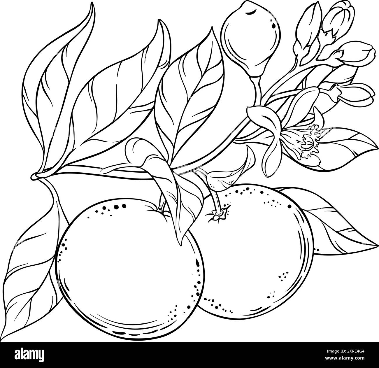 Grapefruit Branch with Fruits Outline Illustration Stock Vector Image ...