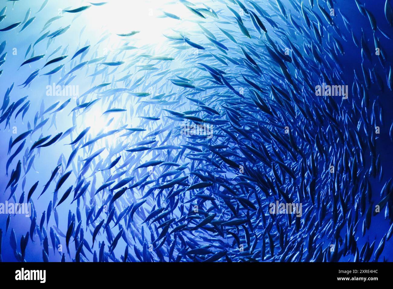 School of Fish Stock Photo - Alamy