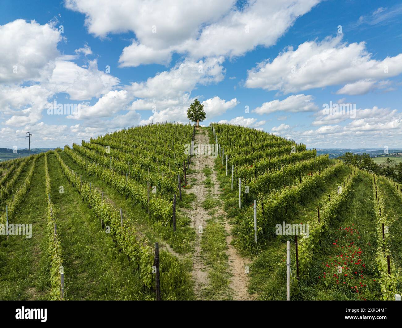 An isolated tree on a hilltop dominates the wine-growing landscape of ...