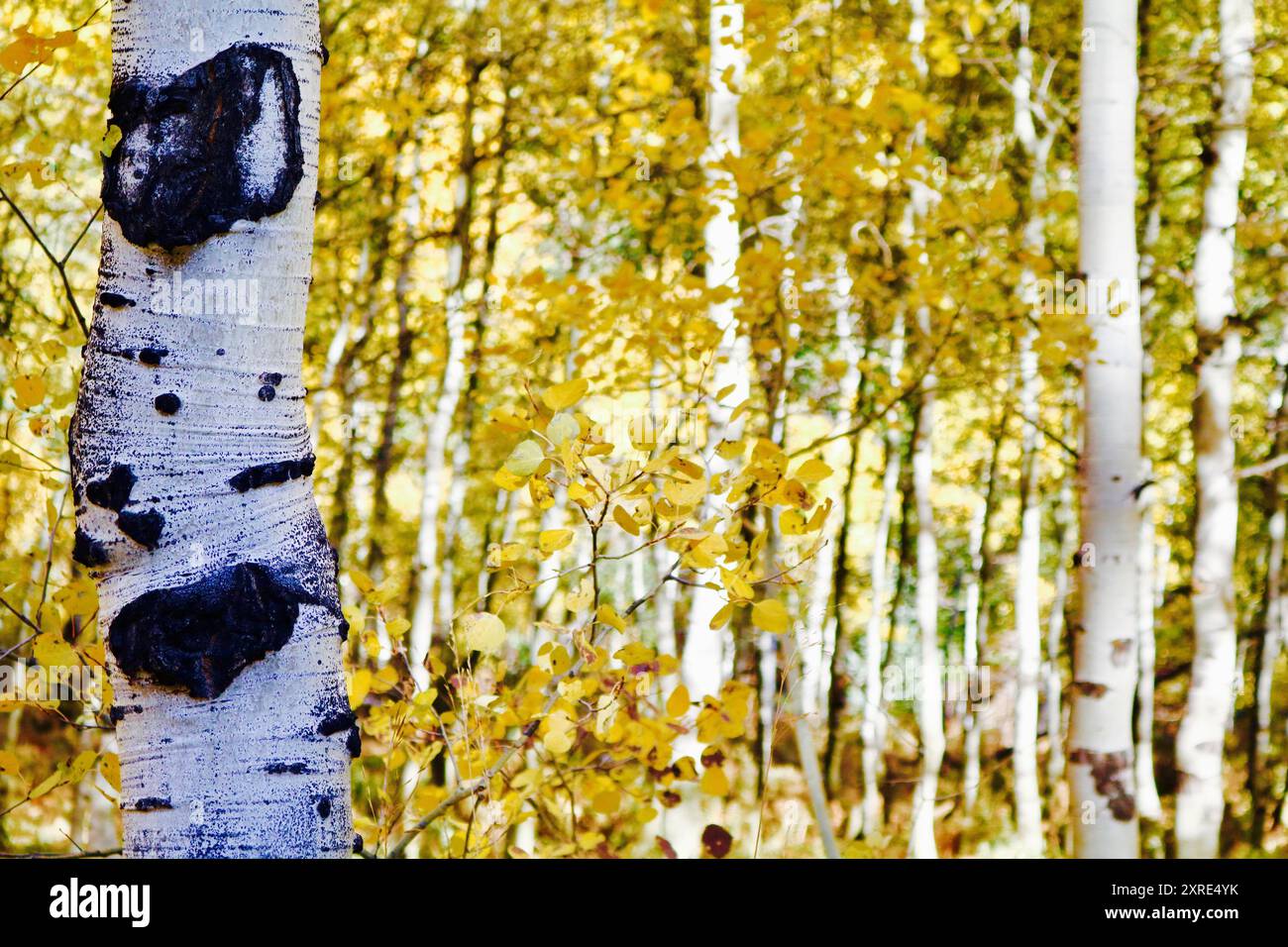 Alpine loop utah hi-res stock photography and images - Alamy