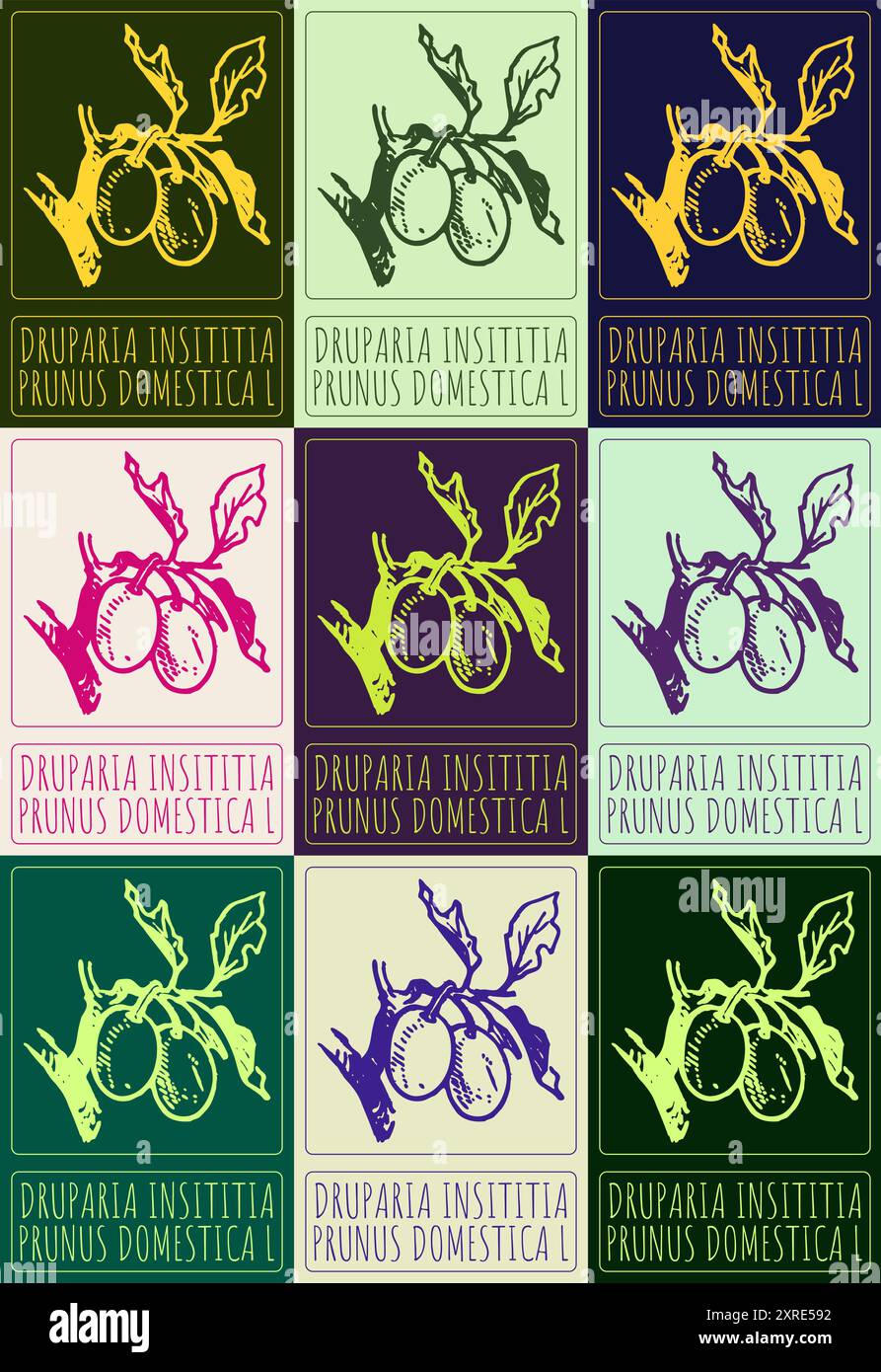 Set of vector drawing DRUPARIA INSITITIA in various colors. Hand drawn ...