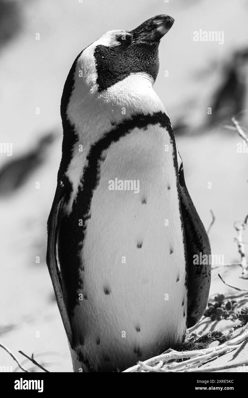 African Penguin, Boulders Beach South Africa Stock Photo - Alamy