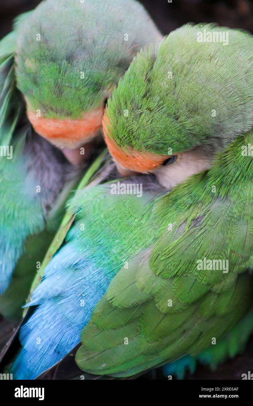 Parakeet preening hi-res stock photography and images - Alamy