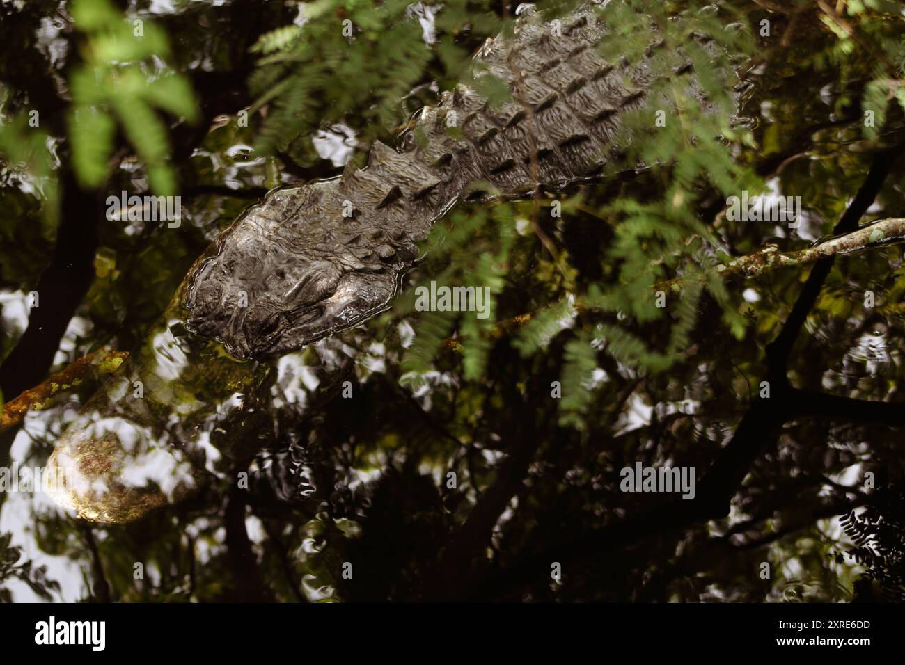 American Alligator, Florida Everglades Stock Photo - Alamy