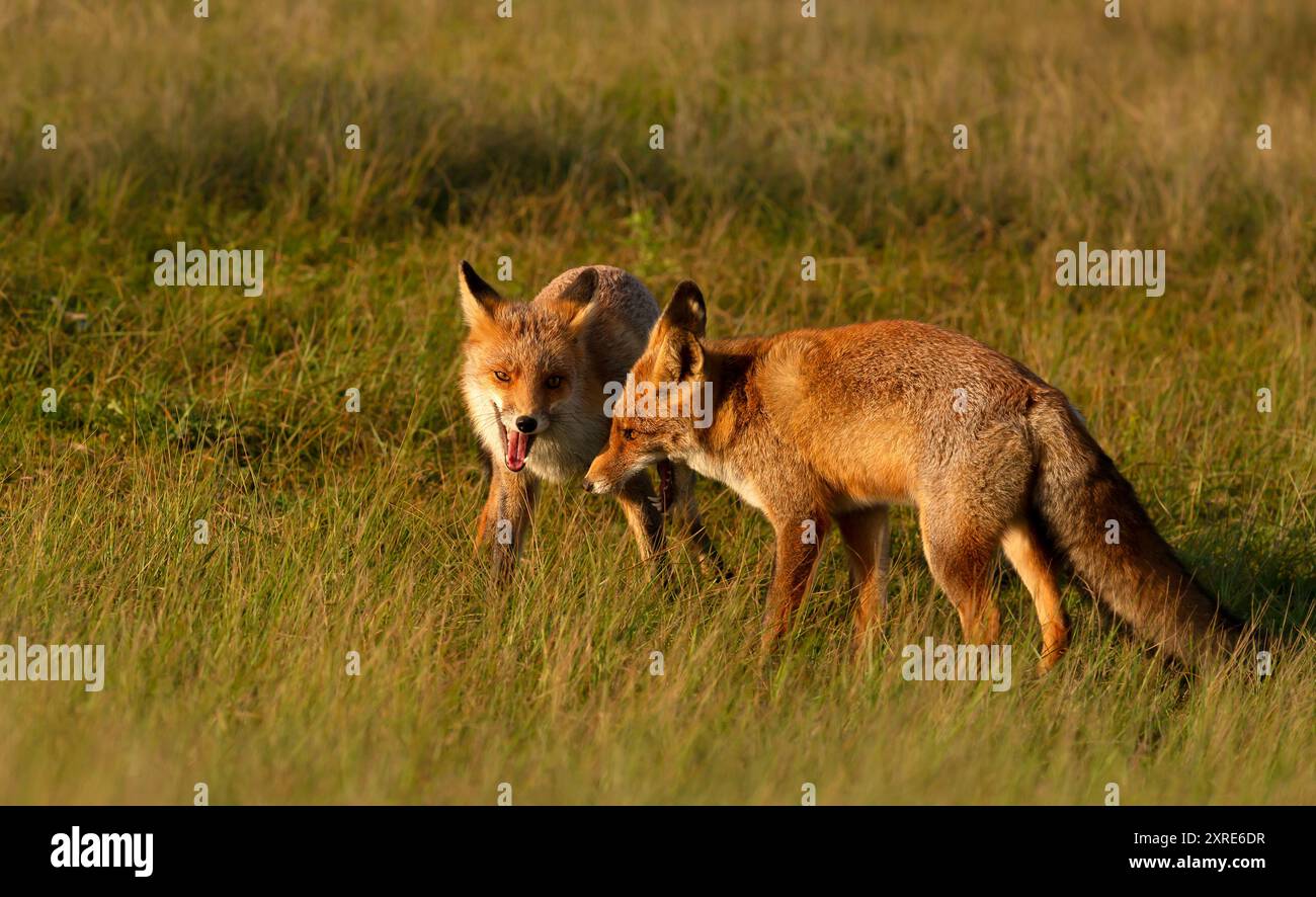 Red fox cubs meadow hi-res stock photography and images - Alamy