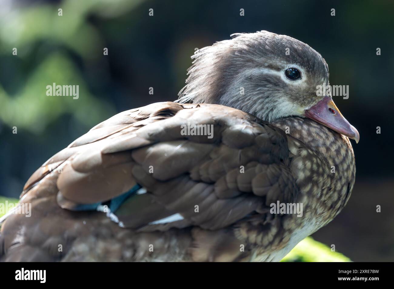 Female mandarin duck spotted in the English Garden, Munich. Feeds on seeds, aquatic plants, and ...