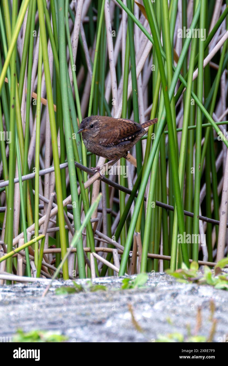 Wren dublin hi-res stock photography and images - Alamy