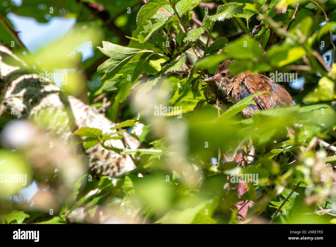 Spiders identification hi-res stock photography and images - Alamy