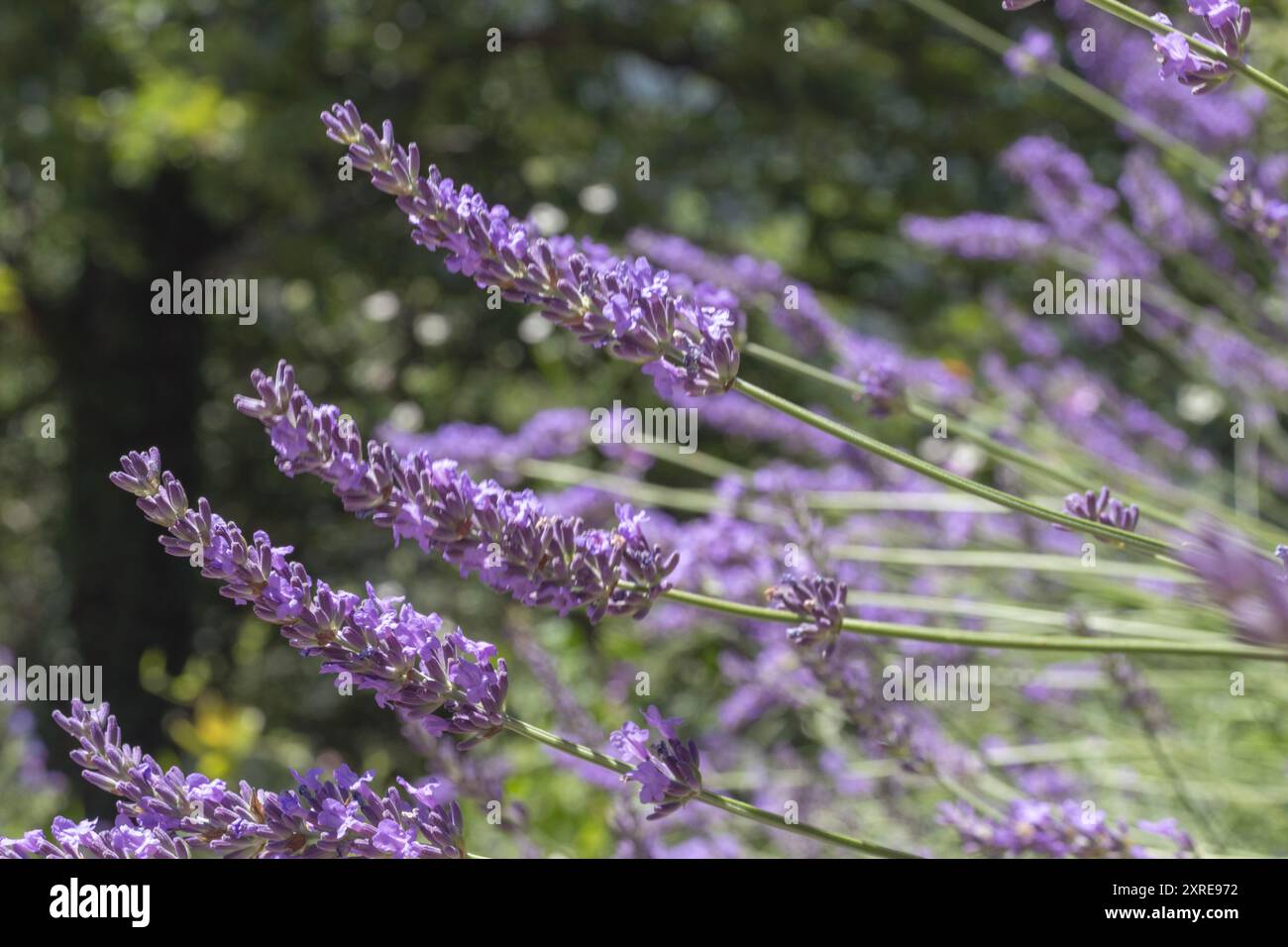 Delicate lavender flowers hi-res stock photography and images - Alamy