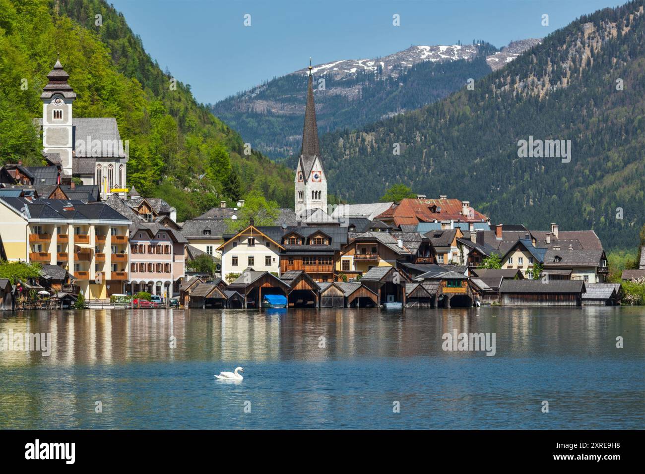 Austrian swans hi-res stock photography and images - Alamy