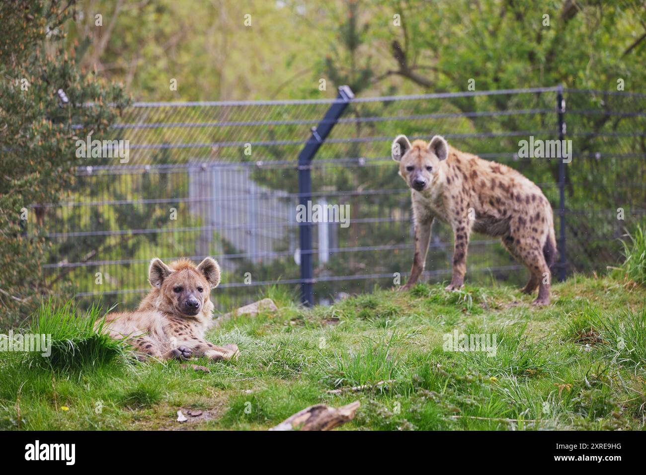 Close-up of a hyenas at a tropical zoo in Denmark Stock Photo - Alamy