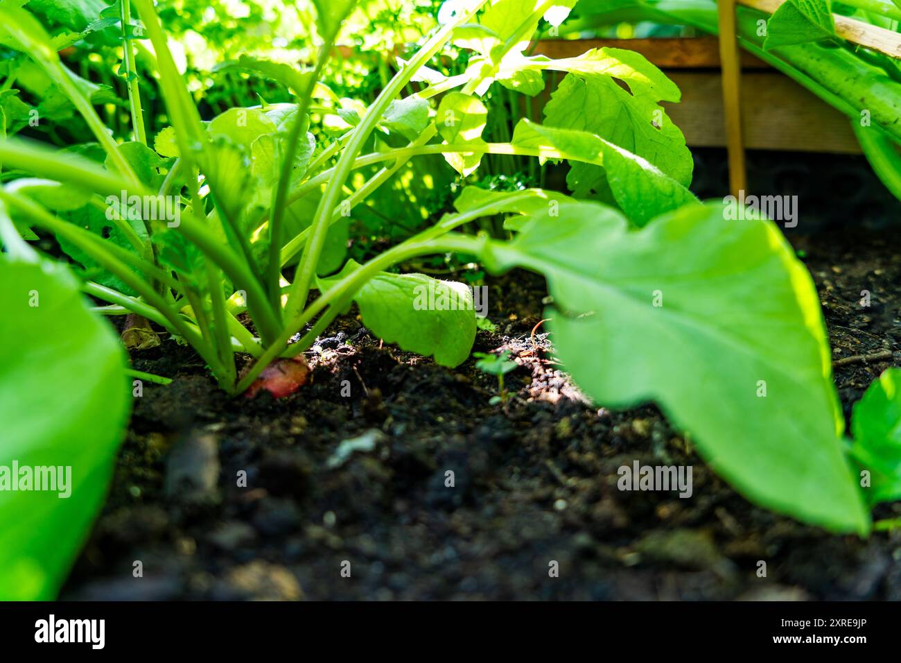 Vegetables from a small garden hi-res stock photography and images - Alamy