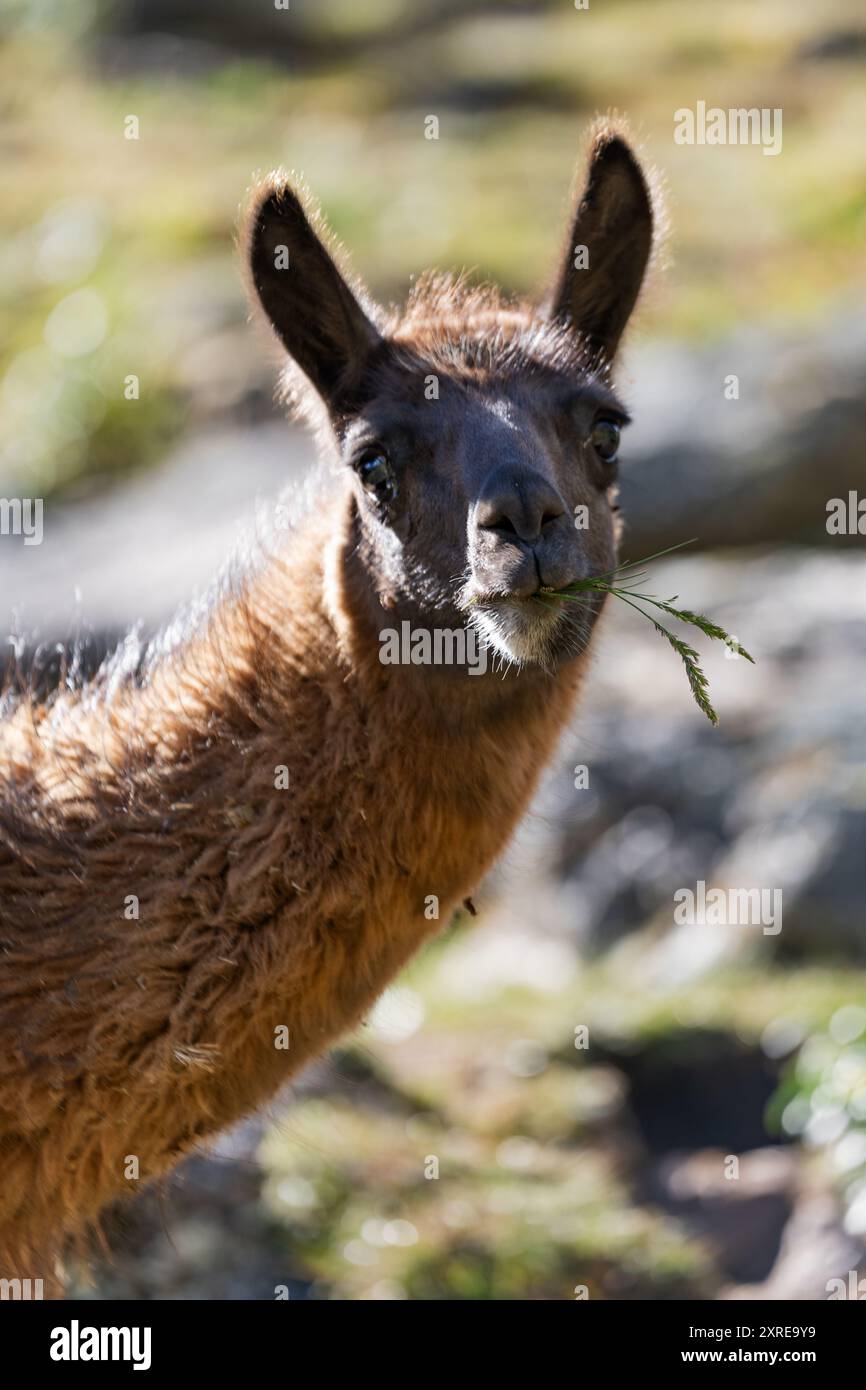 Grass muncher hi-res stock photography and images - Alamy