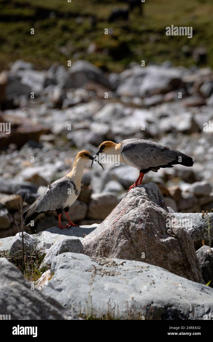Beaks crossing hi-res stock photography and images - Alamy